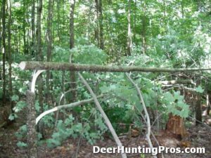 hinge-cutting-half-cutting-trees-for-whitetail-deer-01 | Texas Hunting ...