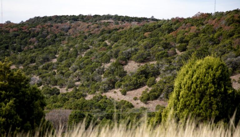 How to Control Cedar Trees - How to Remove Cedar Trees