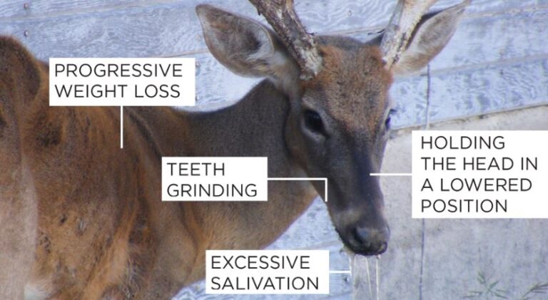 CWD in Gillespie County, Texas | CWD Found in Deer Near Doss